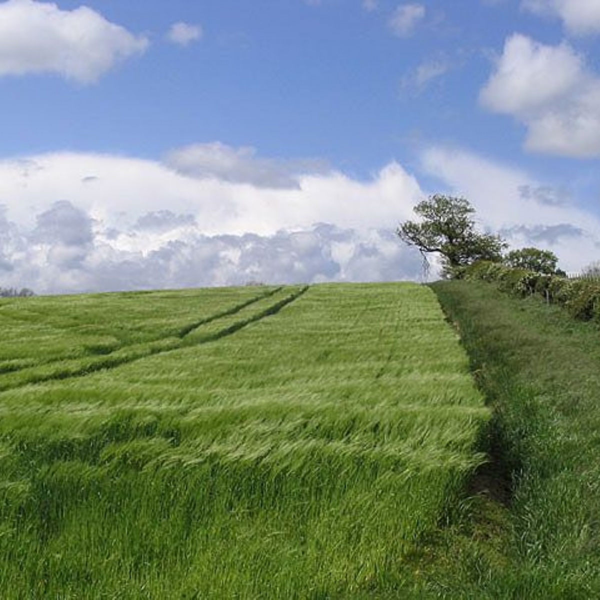Stokenham Primary School - Farm Visit