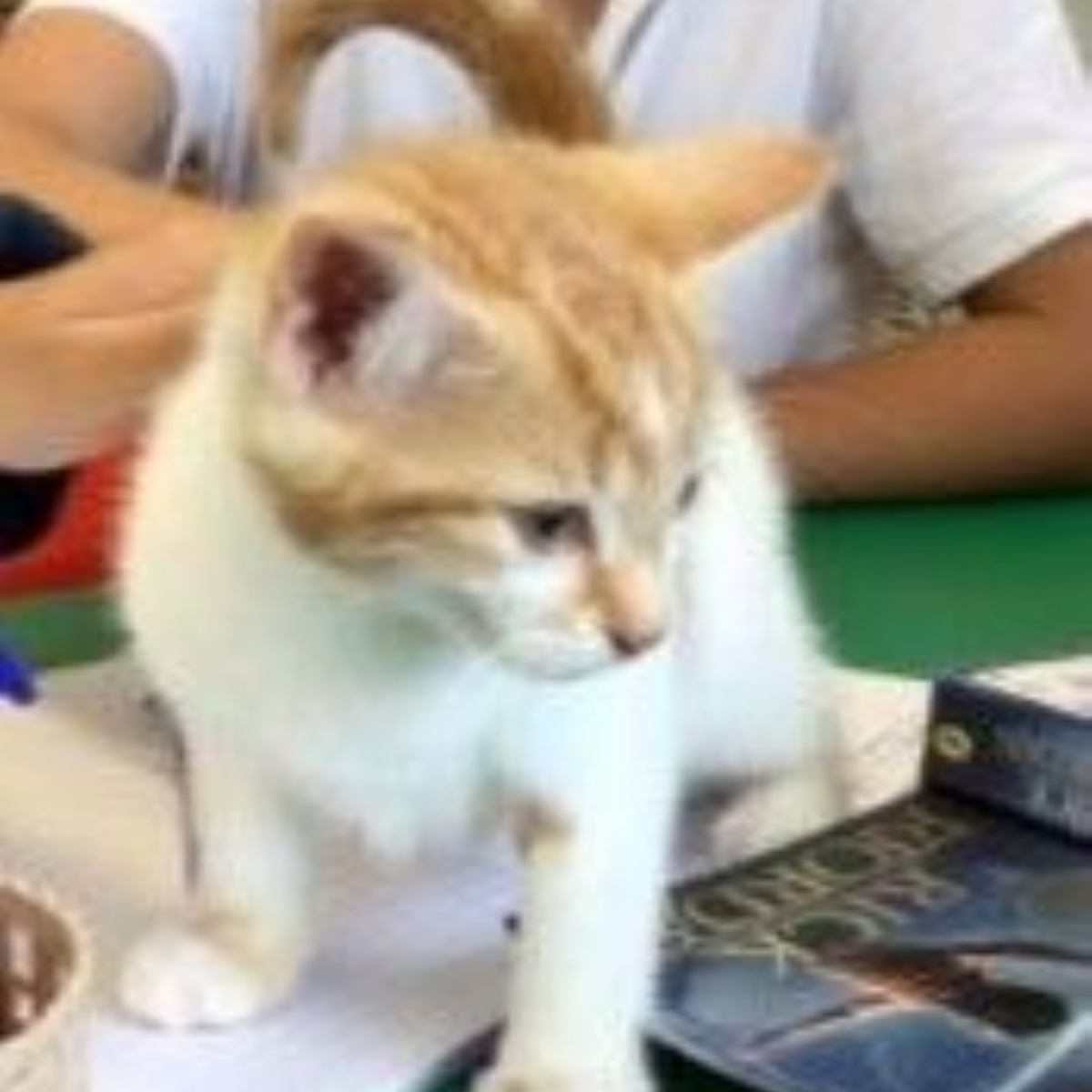 Stokenham Primary School - Kittens!