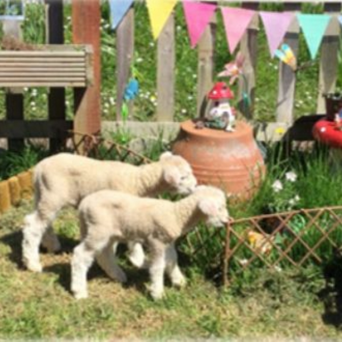 Stokenham Primary School - Reception class had some visitors!